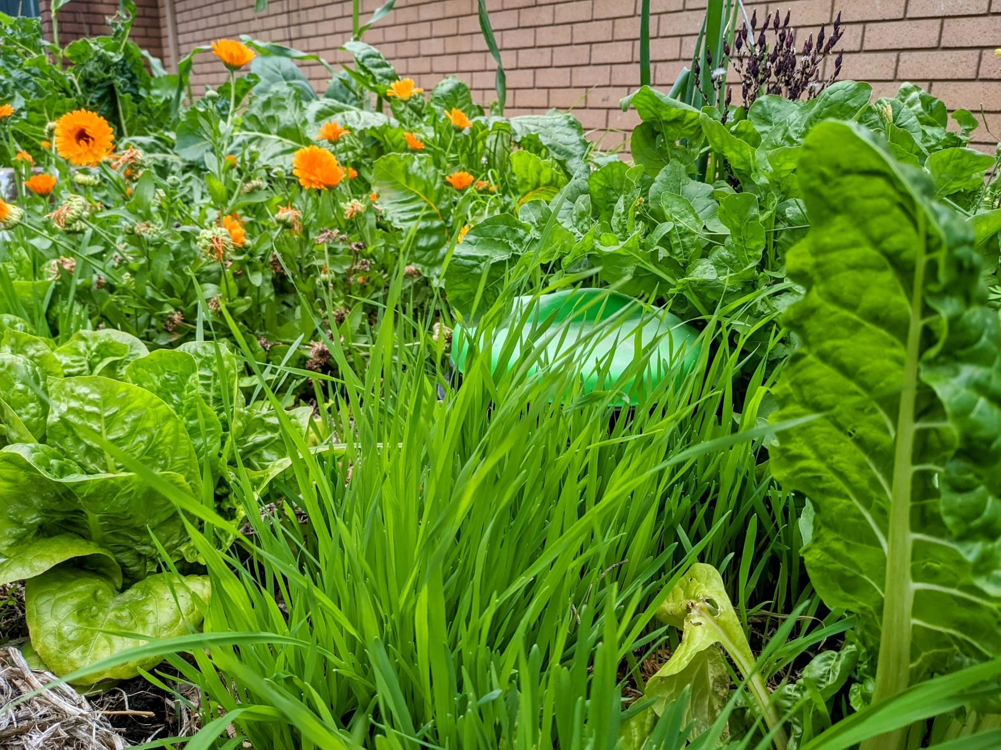 Our work | Living soil gardens website